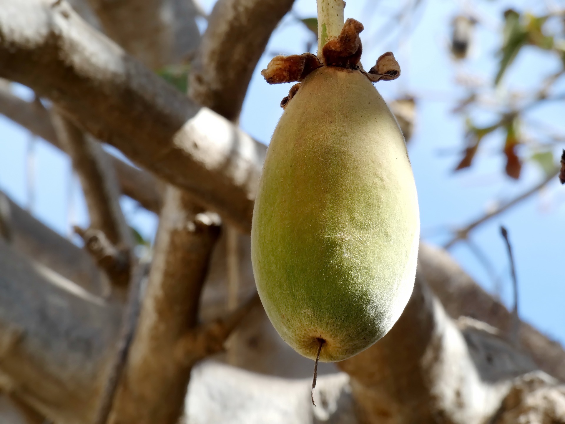 Vertus des produits – Ginguérol – Spécialiste des produits antillais